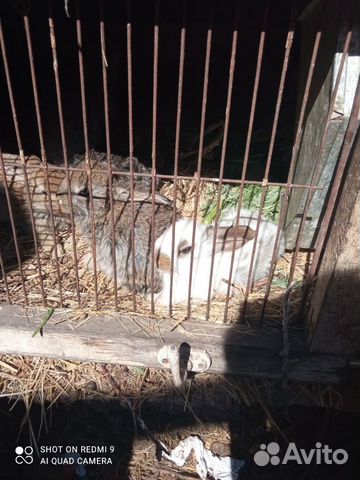Крольчата поместные