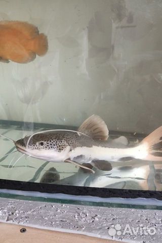 Сом Краснохвостый