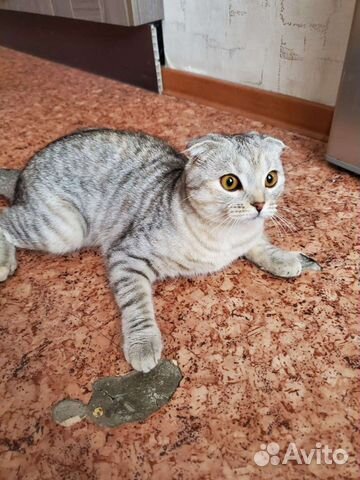 Британо шотландская семья, в добрые руки