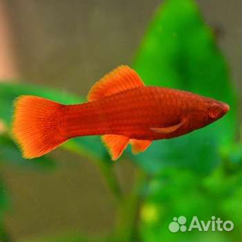 Меченосец рубин 2 шт