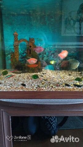 Аквариумные рыбки отдам бесплатно