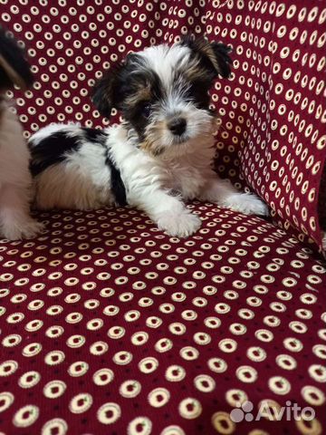 Щенки бивер йорка