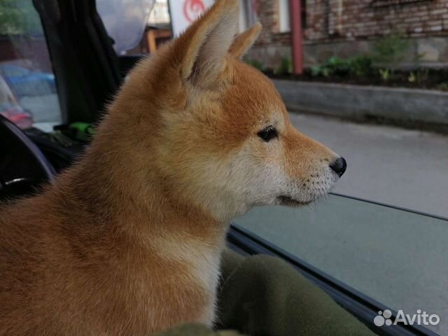 Сиба ину мальчишка