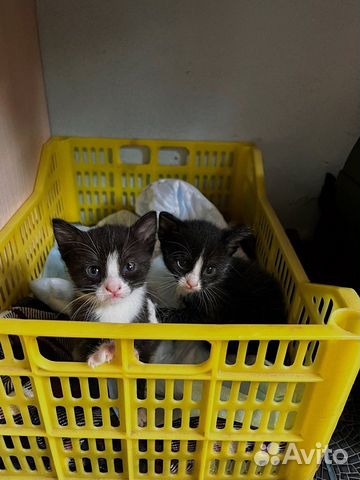 Отдам красивых котят