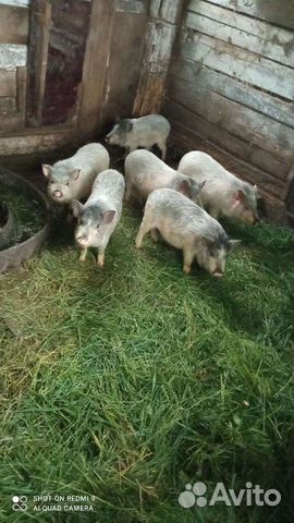 Вьетнамские поросята, девочки 4мес