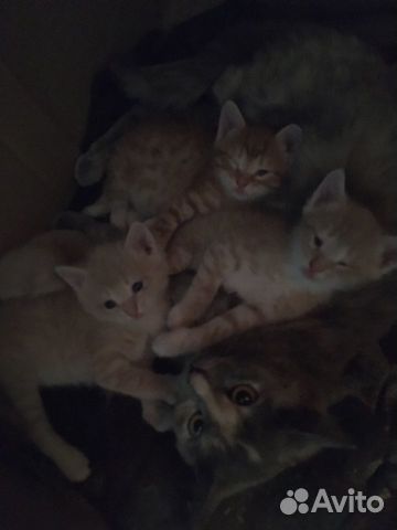 Котята в добрые руки
