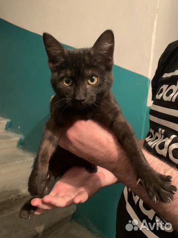Кошка