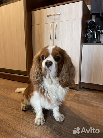 Кавалер кинг чарльз спаниель вязка