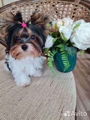 Щенки бивер йорка