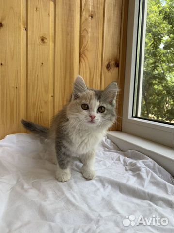 Котенок в добрые руки бесплатно