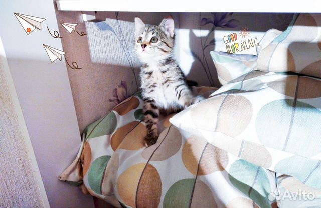 Котенок- полосатик. Тигренок