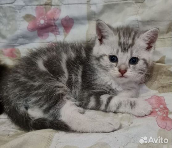 Котёнок Разик в добрые руки