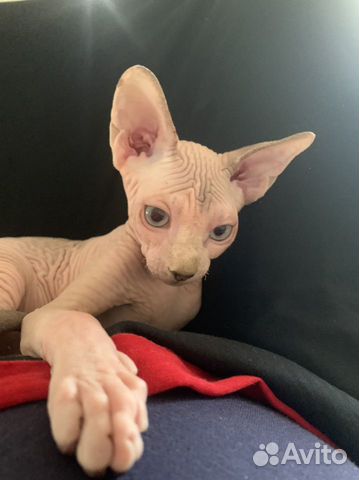 Канадский сфинкс мальчик