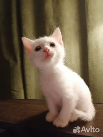 Котик+лоток+поилка+корм