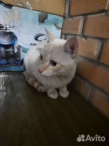 Котики бесплатно в добрые руки