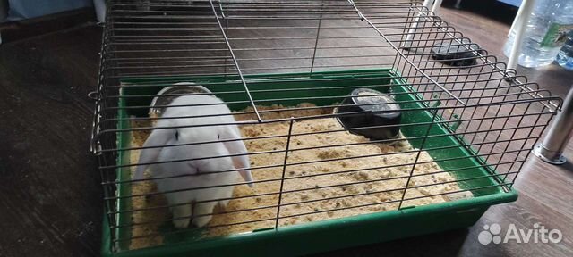 Отдам кролика бесплатно