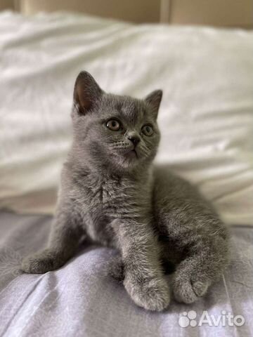 Британская