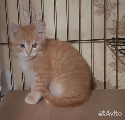 Котенок мальчик рыжий 2 мес
