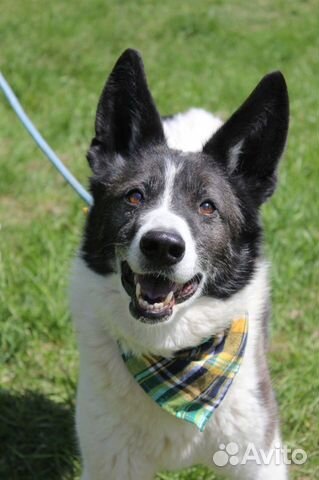 Бывшедомашний Тимон несколько лет в клетке приюта