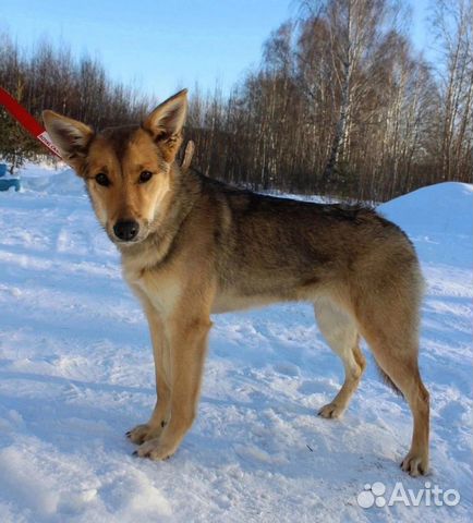 Милашка Рона ищет дом