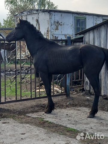 Продам жеребца