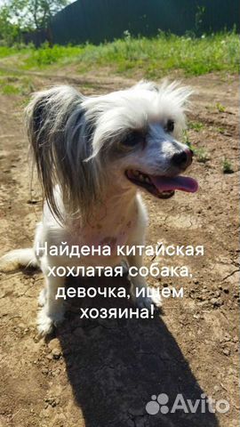 Китайская хохлатая