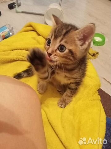 Шотландский котенок