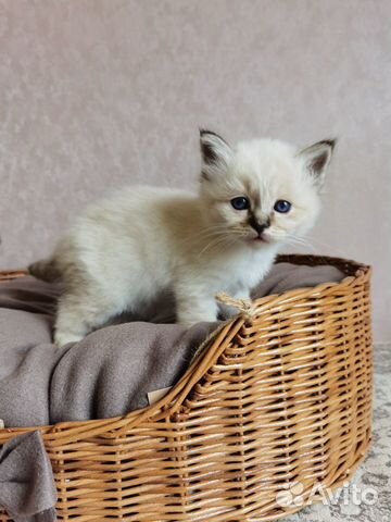 Котята священная бирма