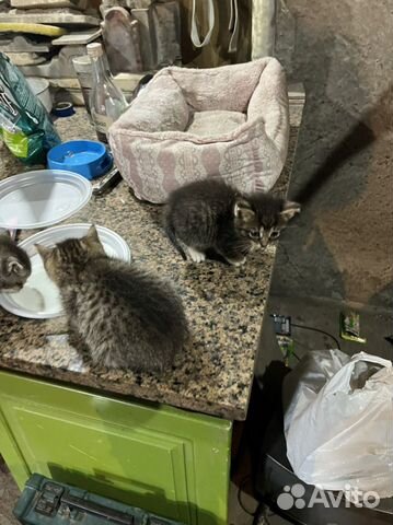 Котята,толстые;) двухмесячные,ручные,здоровые)