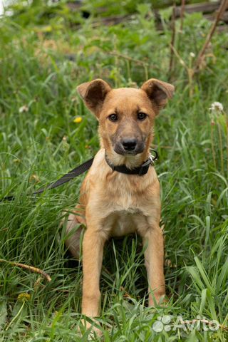 Небольшая собачка в добрые руки