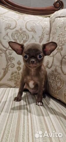 Чихуахуа mini мальчик