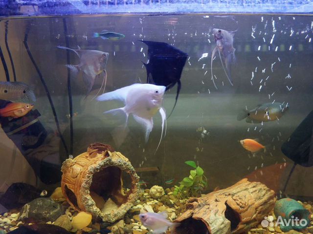 Аквариум с рыбками