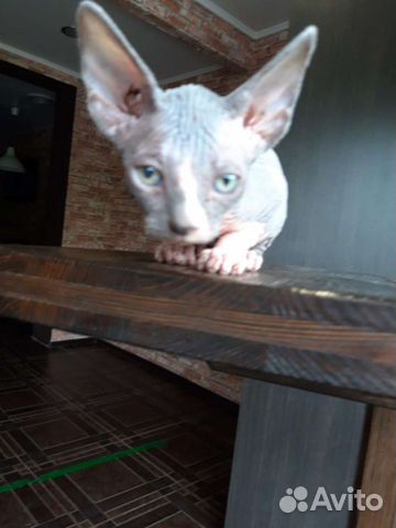 Канадский сфинкс