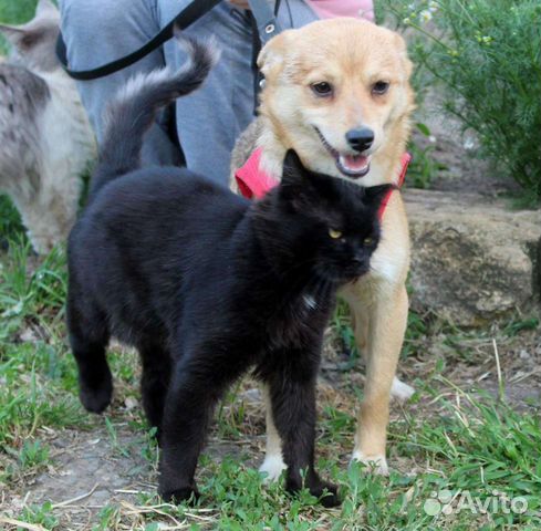 Мелкий пёс в добрые руки