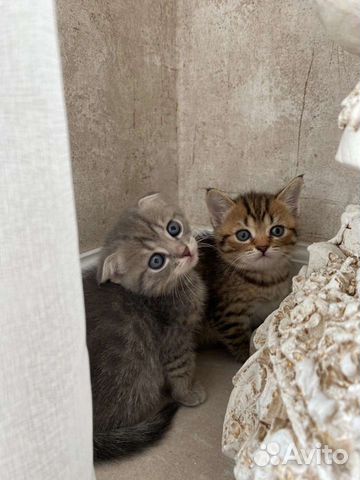 Шотландские вислоухие котята серые