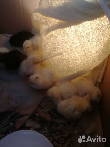 Цыпленок/куры/петух/несушка