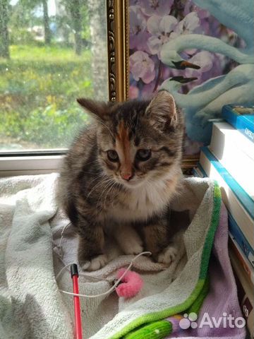 Девочка конфетка ищет самые лучшие руки