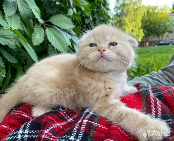 Шотландские вислоухие котята