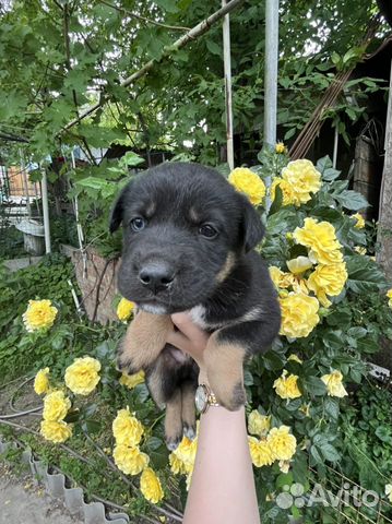 Щенки хаски бесплатно