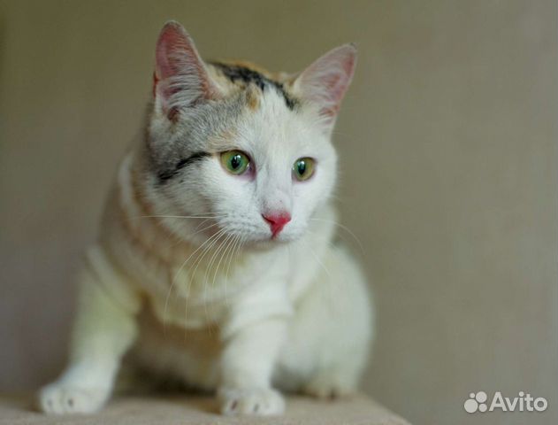 Маня цвета счастья (6 месяцев) ищет дом