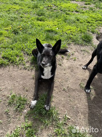 Милая небольшая собака Лейла ищет дом