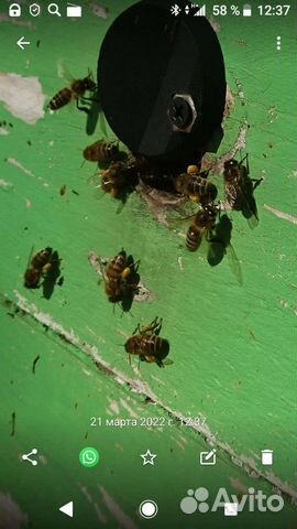 Пчелы среднерусские