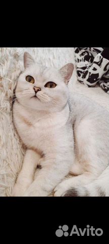 Британские котята,арлекин,вискас