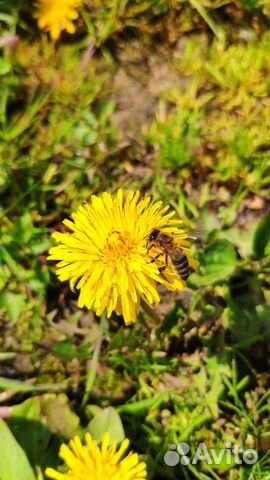 Среднерусские пчелы