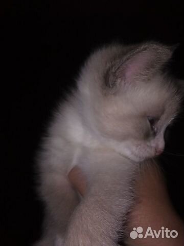 Котенок тайской породы