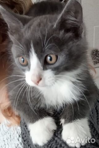 Котята