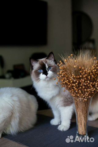 Котенок Рэгдолл (Ragdoll)