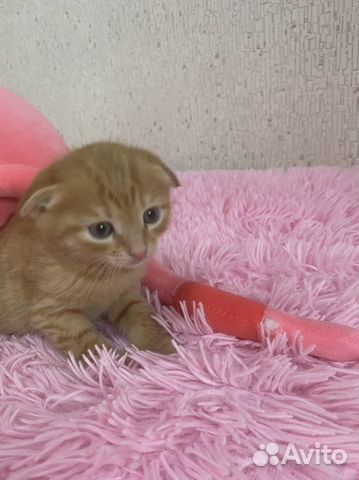 Вислоухий котенок, мальчик, рыжее чудо