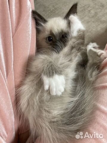 Сиамский котенок