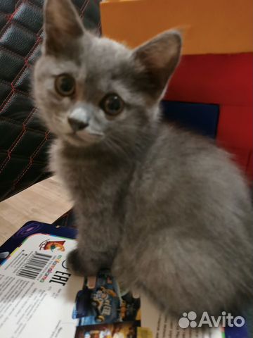 Кошка в дар